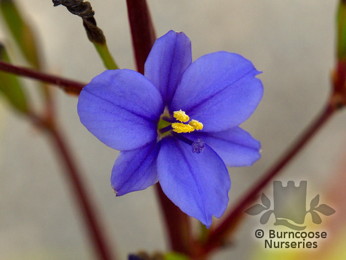 Aristea Ecklonii from Burncoose Nurseries