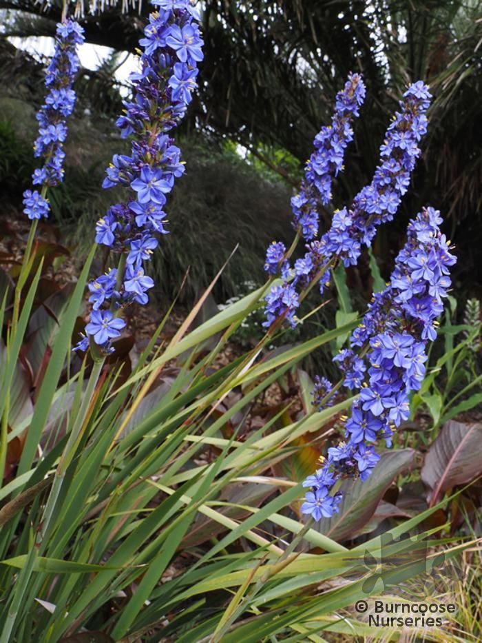 Aristea Ecklonii from Burncoose Nurseries