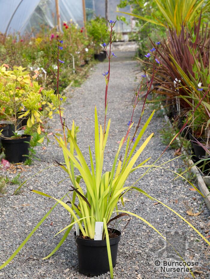 Aristea from Burncoose Nurseries