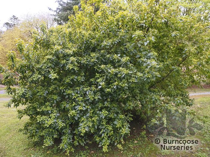 Aristotelia Chilensis from Burncoose Nurseries