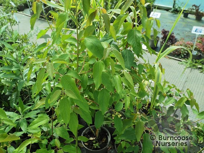 Aristotelia from Burncoose Nurseries