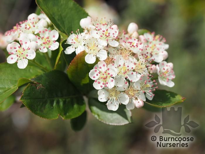 Aronia X Prunifolia 'Nero' from Burncoose Nurseries