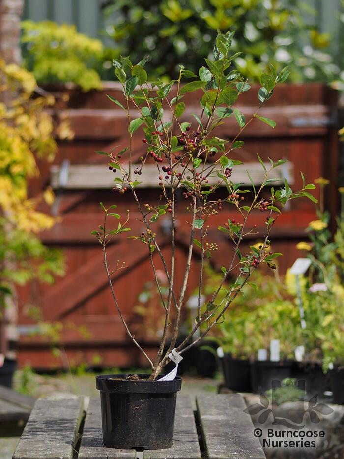 Aronia X Prunifolia 'Nero' from Burncoose Nurseries