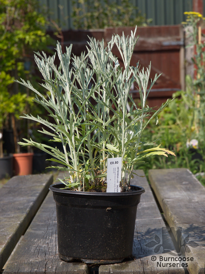 Artemisia Ludoviciana 'Silver Queen' from Burncoose Nurseries