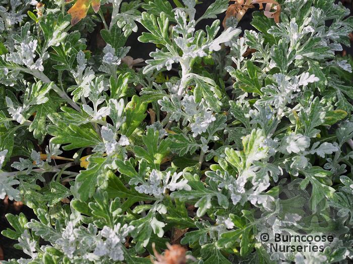 Artemisia Stelleriana 'Boughton Silver' from Burncoose Nurseries