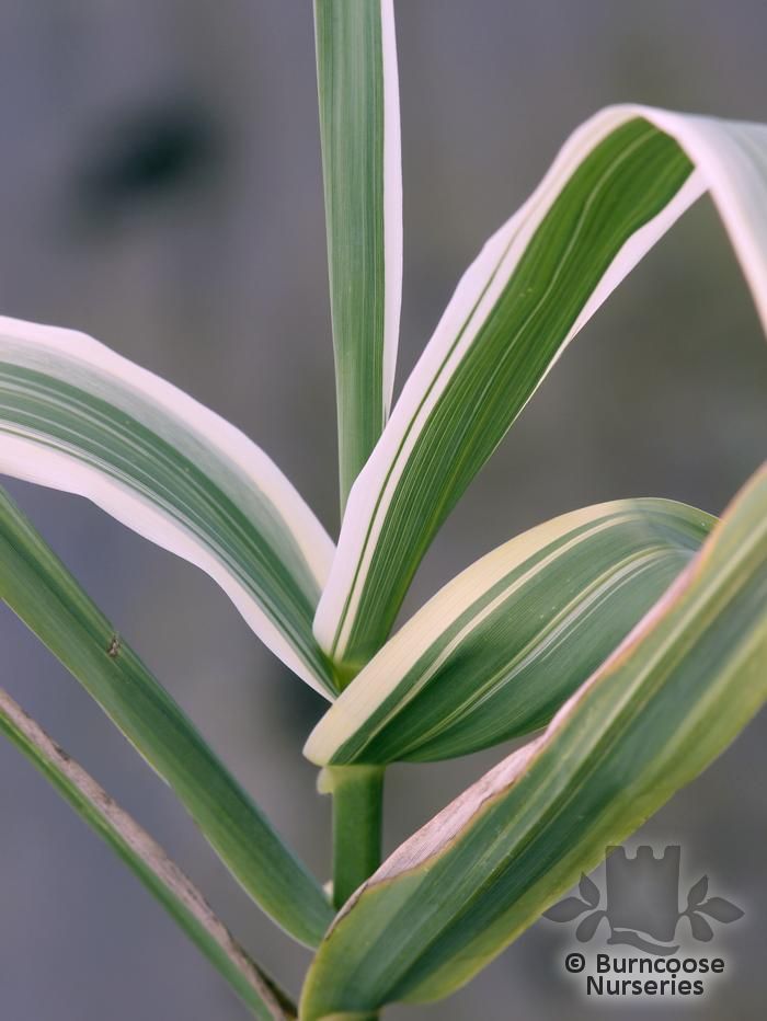 Arundo Donax Var. Versicolor from Burncoose Nurseries