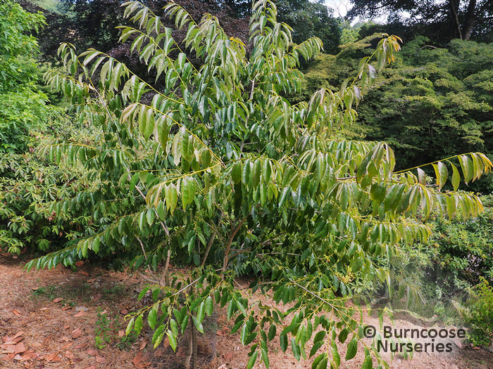 Asimina Triloba from Burncoose Nurseries