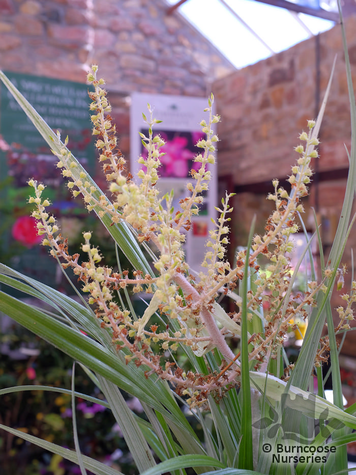 Astelia Banksii from Burncoose Nurseries