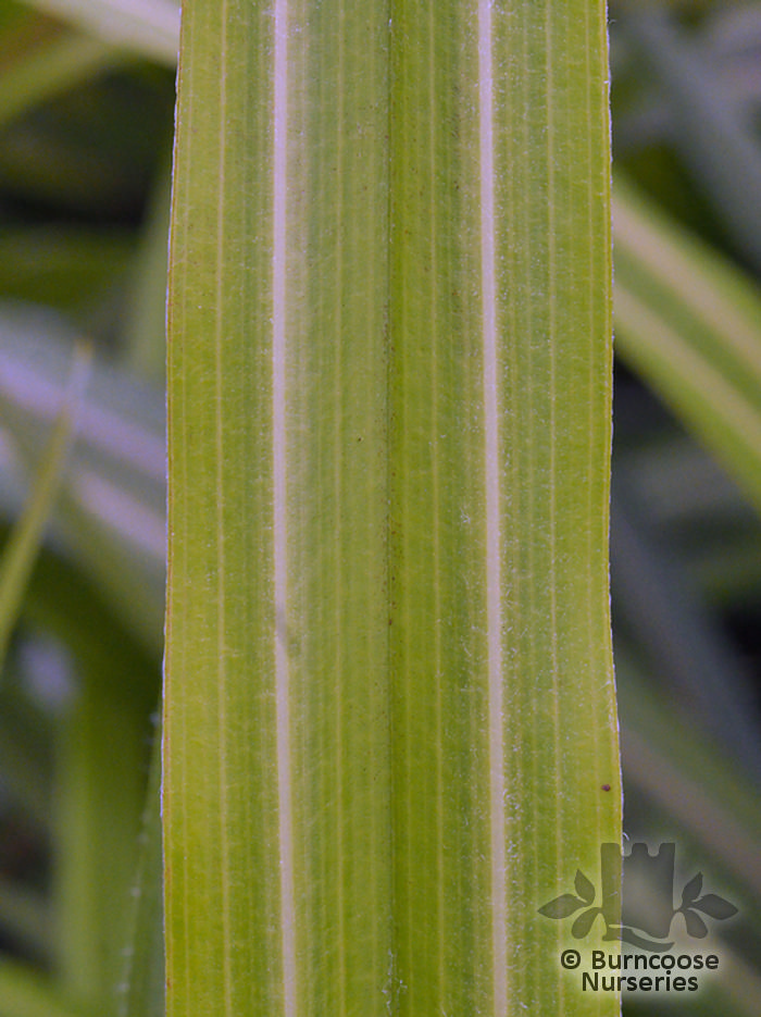 Astelia from Burncoose Nurseries