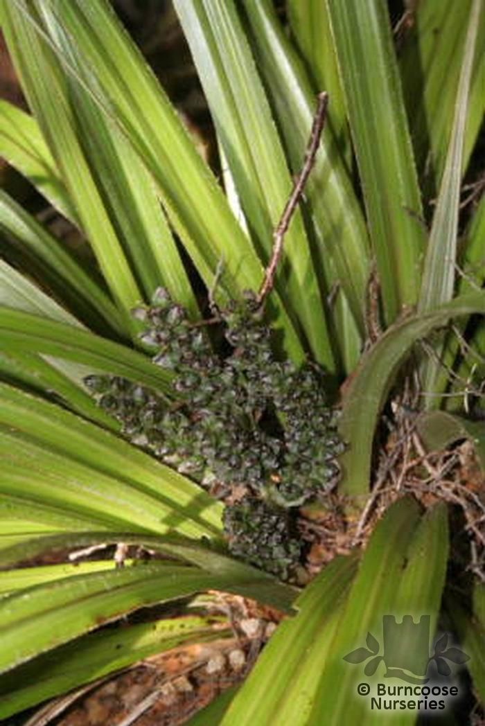 Buy Astelia Fragrans plants from Burncoose Nurseries