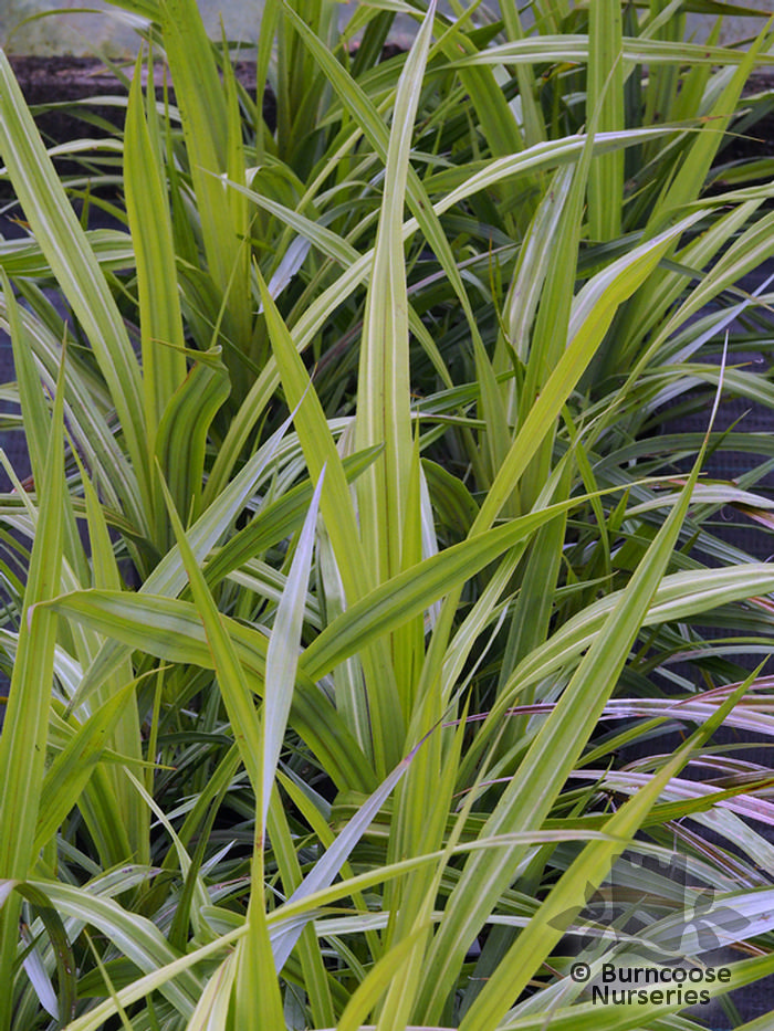 Buy Astelia Fragrans plants from Burncoose Nurseries