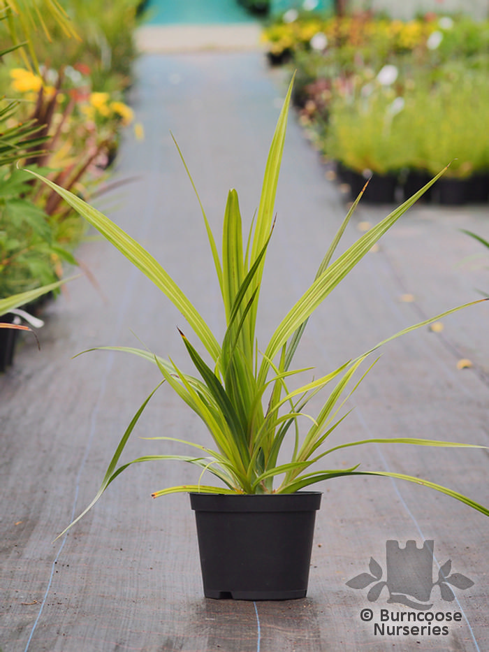 Buy Astelia Fragrans plants from Burncoose Nurseries