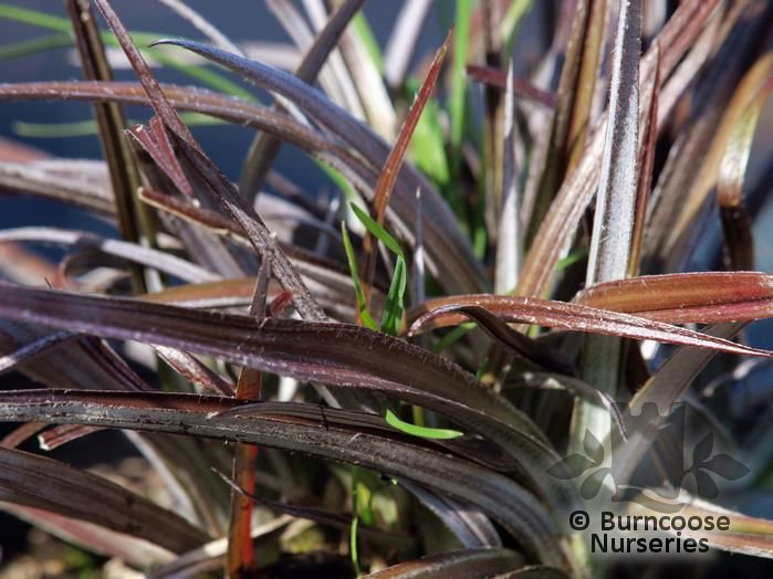Astelia from Burncoose Nurseries