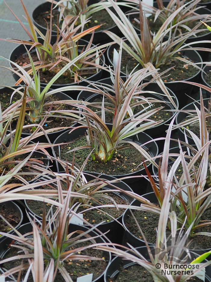 Astelia Nervosa 'Red Devil' from Burncoose Nurseries