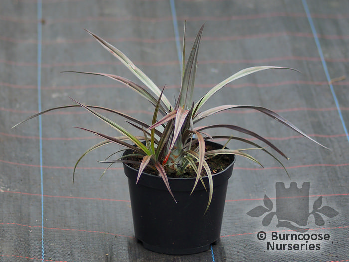 Astelia Nervosa 'Red Devil' from Burncoose Nurseries