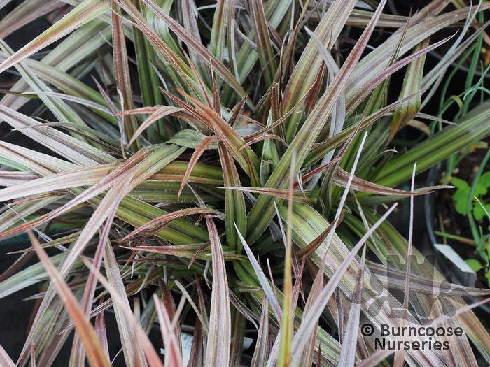 Astelia 'Red Shadow' from Burncoose Nurseries