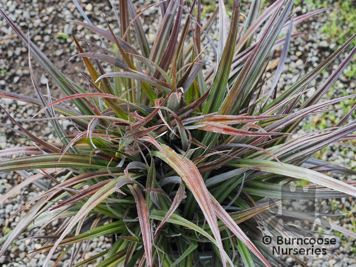 Astelia 'Red Shadow' from Burncoose Nurseries