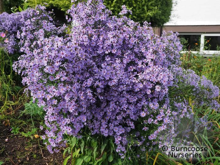Aster 'Little Carlow' from Burncoose Nurseries