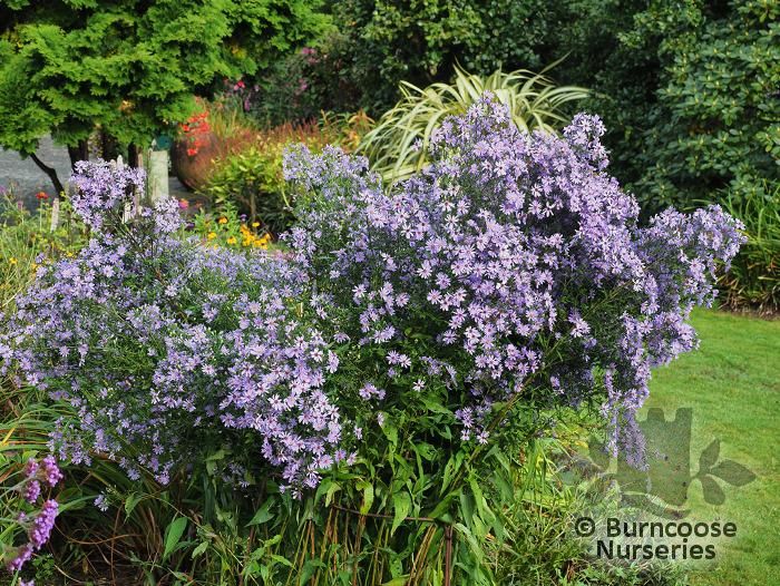 Aster 'Little Carlow' from Burncoose Nurseries