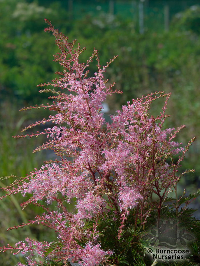 Astilbe 'Sprite' from Burncoose Nurseries Dwarf Varieties
