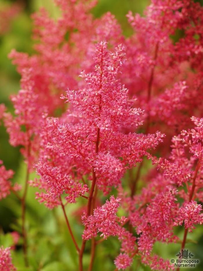 Astilbe 'Vesuvius' from Burncoose Nurseries Mid Season Flowering ...