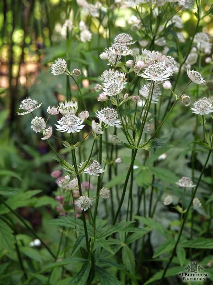 Astrantia Major 'Alba' from Burncoose Nurseries