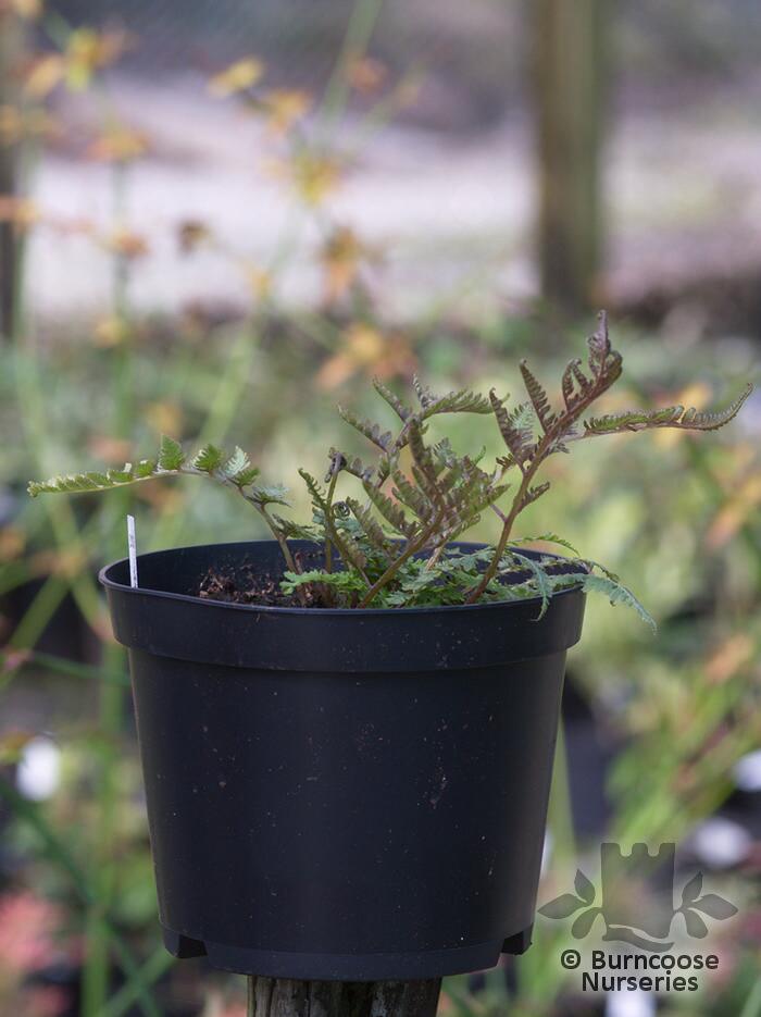 Hardy Ferns Athyrium Niponicum Var. Pictum 'Red Beauty' from Burncoose ...