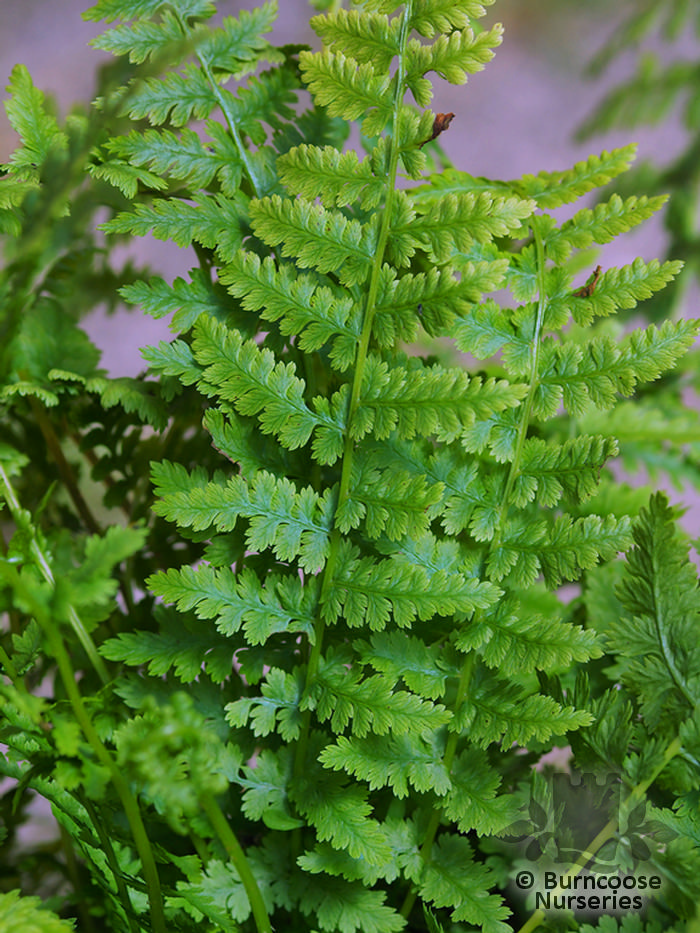 Hardy Ferns Athyrium Filix-Femina from Burncoose Nurseries
