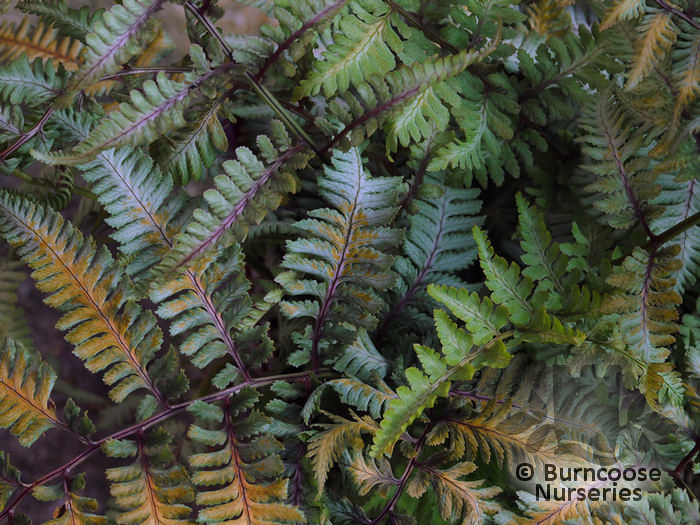 Hardy Ferns Athyrium Niponicum Var. Pictum 'Silver Falls' from ...