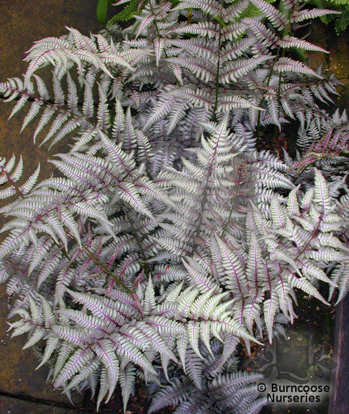 Hardy Ferns Athyrium Niponicum Var. Pictum 'Silver Falls' from ...