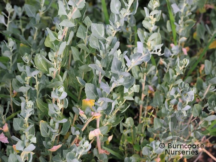 Atriplex Halimus from Burncoose Nurseries