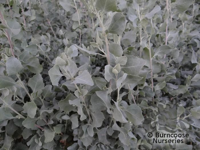 Atriplex Halimus from Burncoose Nurseries