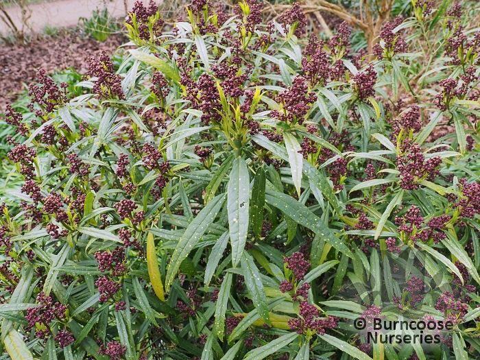 Aucuba Himalaica Var. Dolichophylla from Burncoose Nurseries