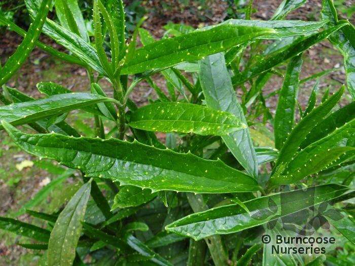 Aucuba Himalaica Var. Dolichophylla from Burncoose Nurseries