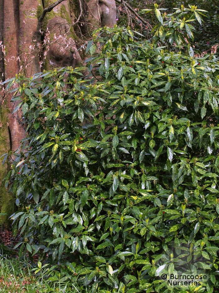 Aucuba Japonica 'Golden Spangles' from Burncoose Nurseries