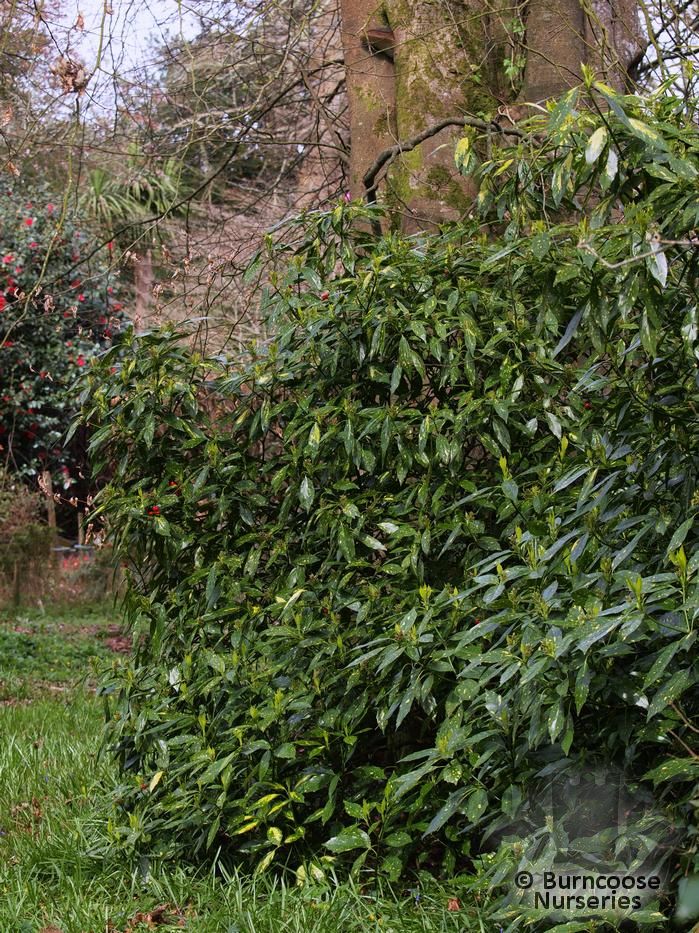 Aucuba Japonica 'Golden Spangles' from Burncoose Nurseries