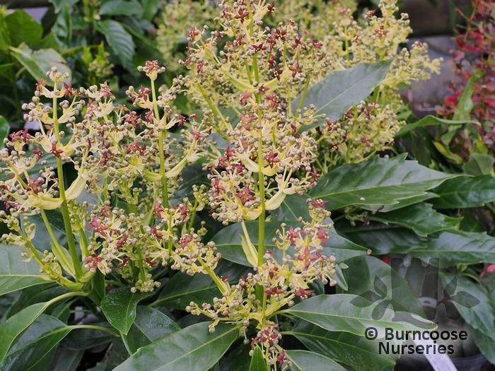 Aucuba Japonica 'Rozannie' from Burncoose Nurseries