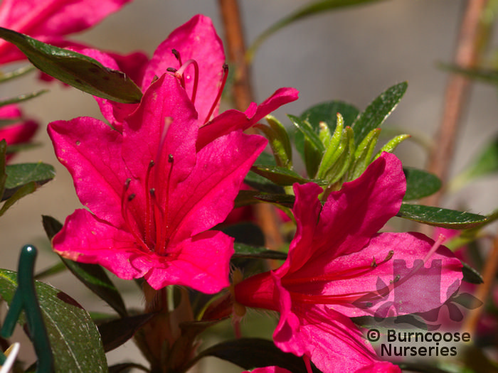 Azalea - Evergreen 'Hino-Crimson' from Burncoose Nurseries