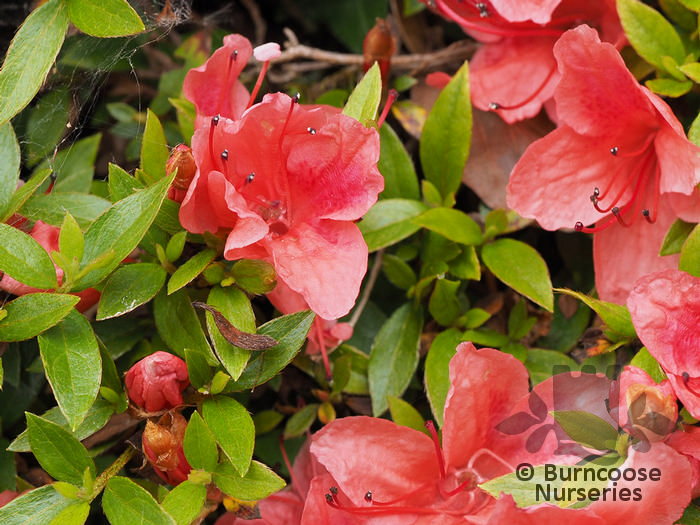 Azalea - Evergreen 'Alexander' from Burncoose Nurseries