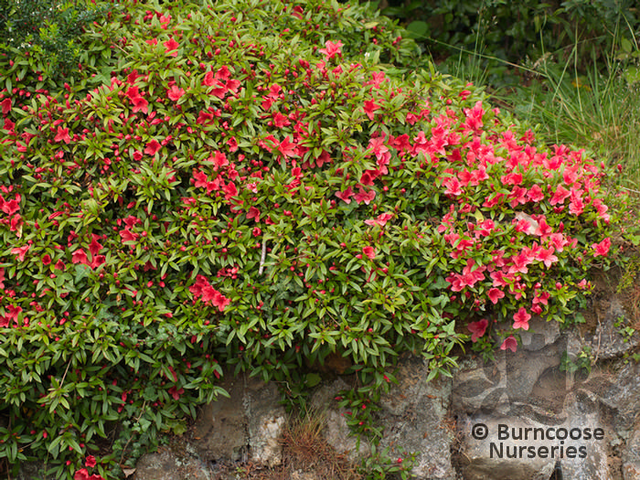 Azalea - Evergreen 'Alexander' from Burncoose Nurseries