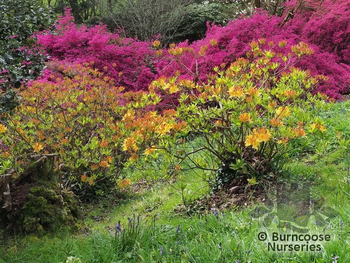 Azalea - Deciduous 'Arneson Gem' from Burncoose Nurseries