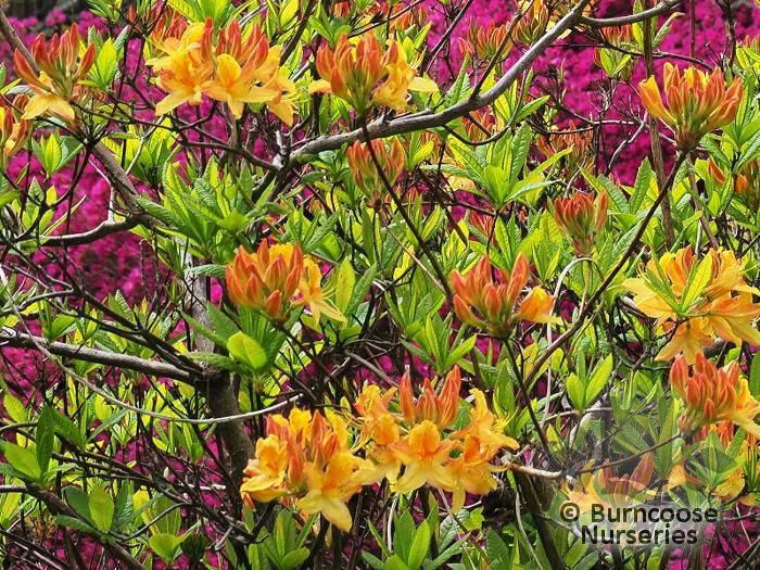 Azalea - Deciduous 'Arneson Gem' from Burncoose Nurseries