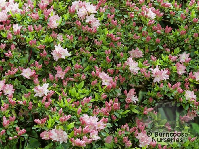 Azalea - Evergreen ‘Azuma-Kagami’ from Burncoose Nurseries