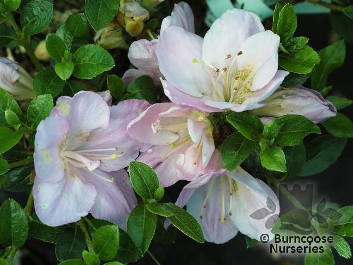 Azalea - Evergreen 'Blue Moon' from Burncoose Nurseries