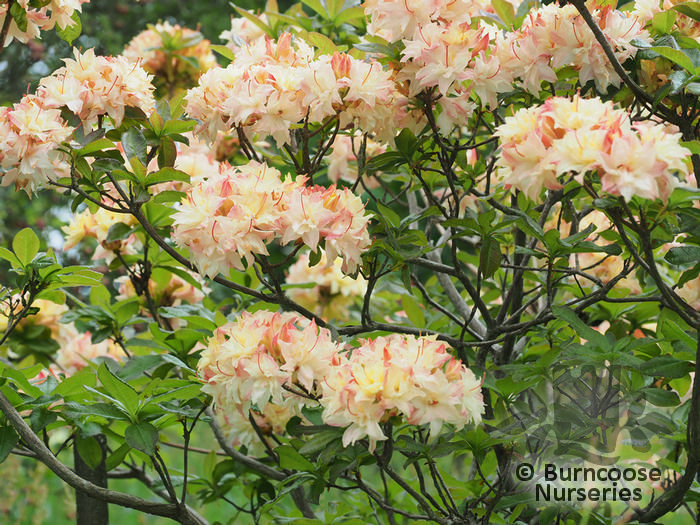 Azalea - Deciduous 'Cannon'S Double' from Burncoose Nurseries