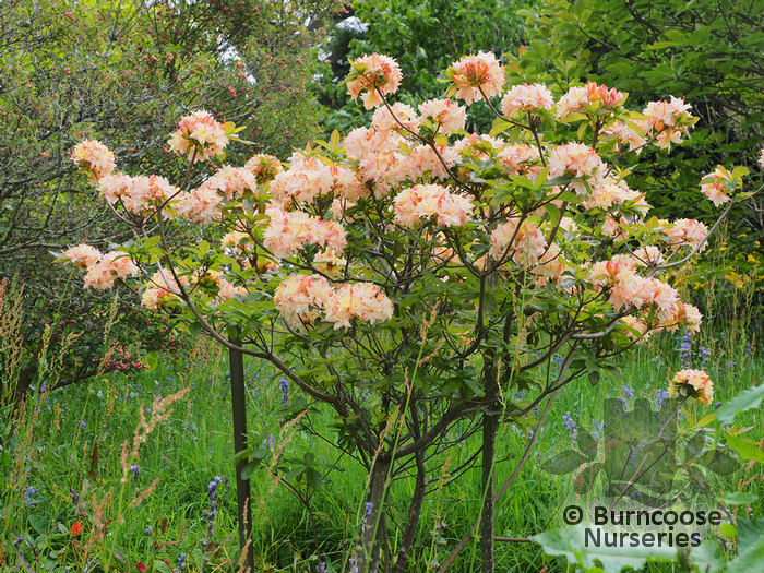 Azalea - Deciduous 'Cannon'S Double' from Burncoose Nurseries