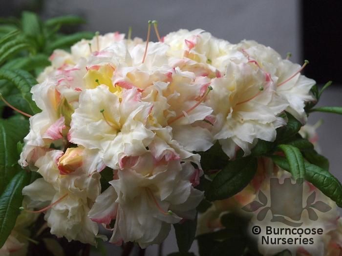 Azalea - Deciduous 'Cannon'S Double' from Burncoose Nurseries