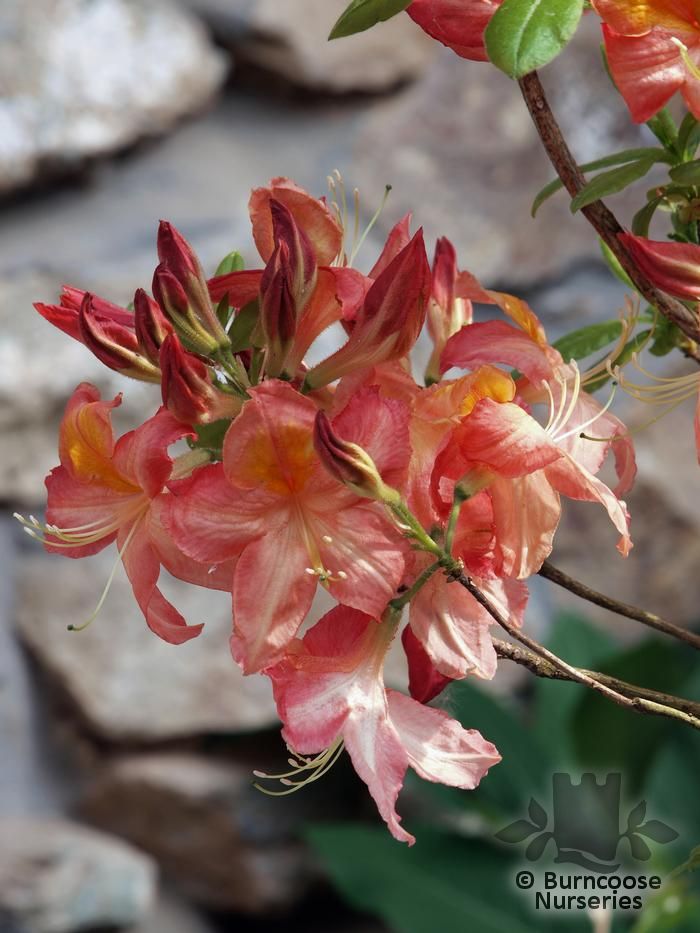 Azalea - Deciduous 'Cecile' from Burncoose Nurseries