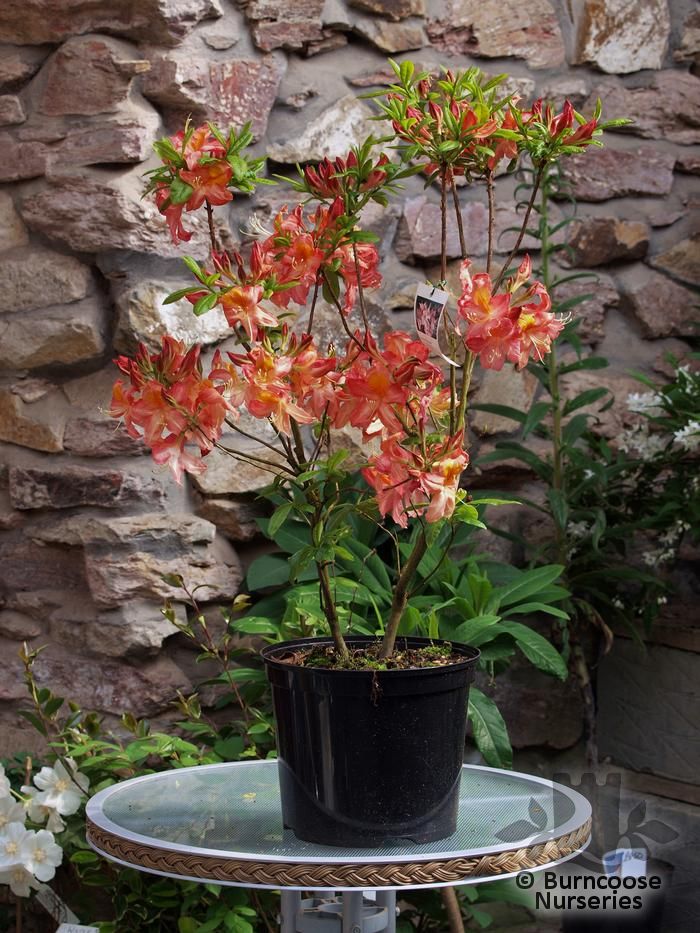 Azalea - Deciduous 'Cecile' from Burncoose Nurseries