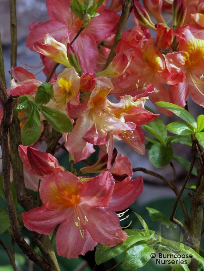 Azalea - Deciduous 'Cecile' from Burncoose Nurseries